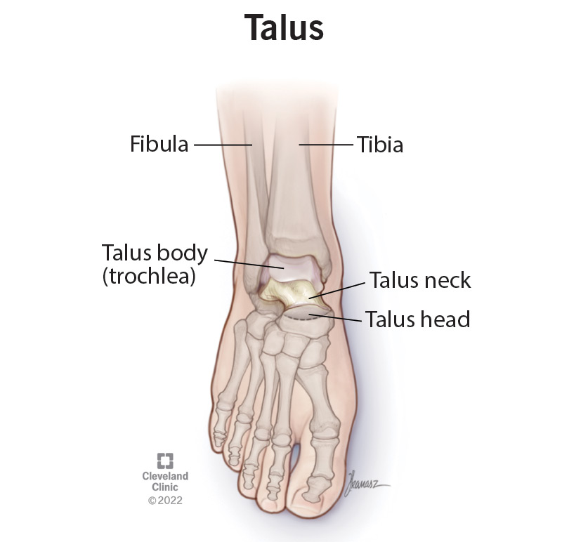 Talus Bone Anatomy Function Common Conditions