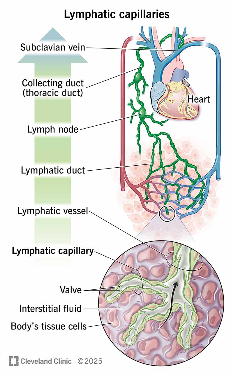 Lymphatic System Structure Diagram