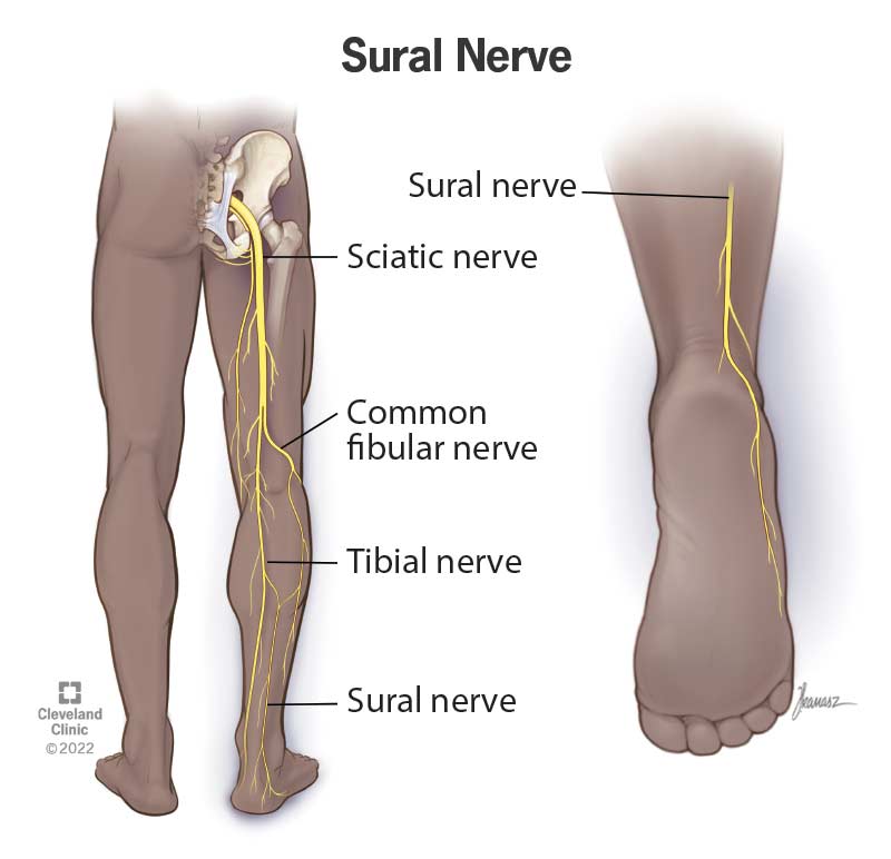 What Is Your Sural Nerve 